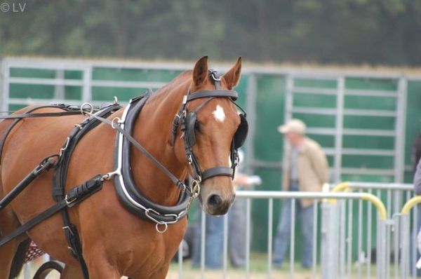 Freiberger - Paarden-encyclopedie