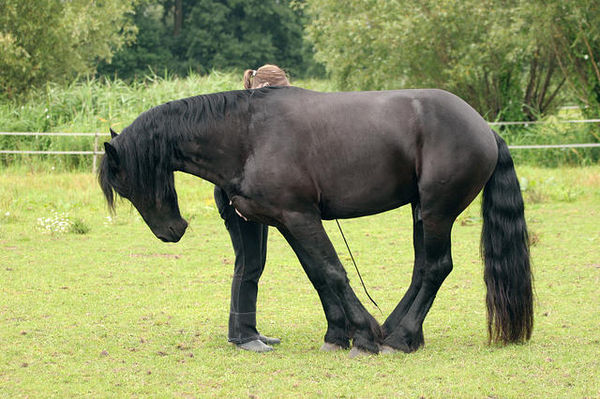 Berggeit - Paarden-encyclopedie