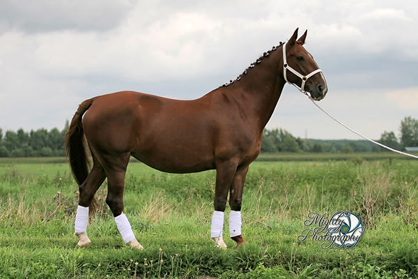 Gelders paard - Paarden-encyclopedie
