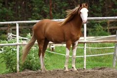 Sabino - Paarden-encyclopedie