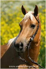 Creme - Paarden-encyclopedie
