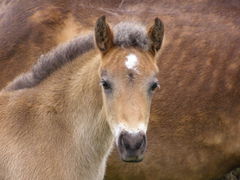 Veulen - Paarden-encyclopedie
