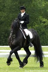 Fries paard - Paarden-encyclopedie