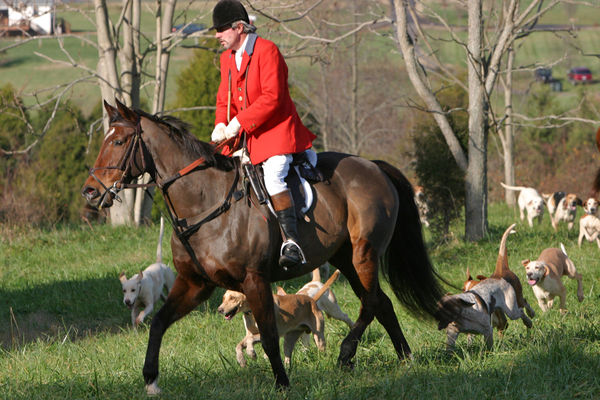 Foxhunting - Paarden-encyclopedie