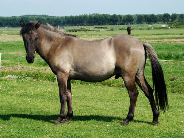 Konik - Paarden-encyclopedie