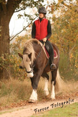 Schwarzwalder Fuchs - Paarden-encyclopedie