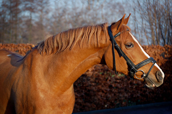 NRPS - Paarden-encyclopedie