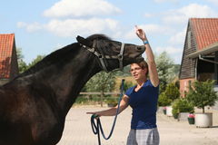 Flemen - Paarden-encyclopedie