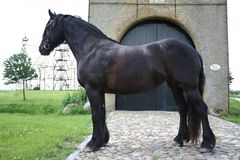 Fries paard - Paarden-encyclopedie