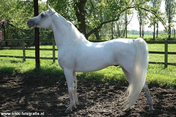 Arabier - Paarden-encyclopedie