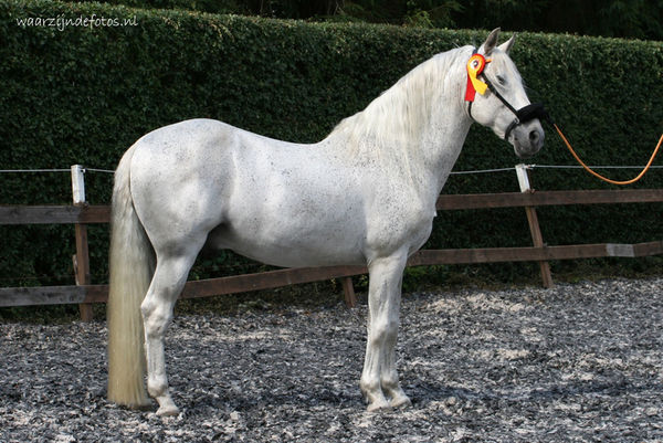 Andalusiër - Paarden-encyclopedie