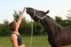 Flemen - Paarden-encyclopedie