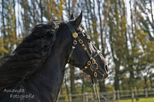 Fries paard - Paarden-encyclopedie