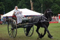 Sjees - Paarden-encyclopedie