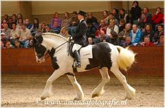 Tinker - Paarden-encyclopedie