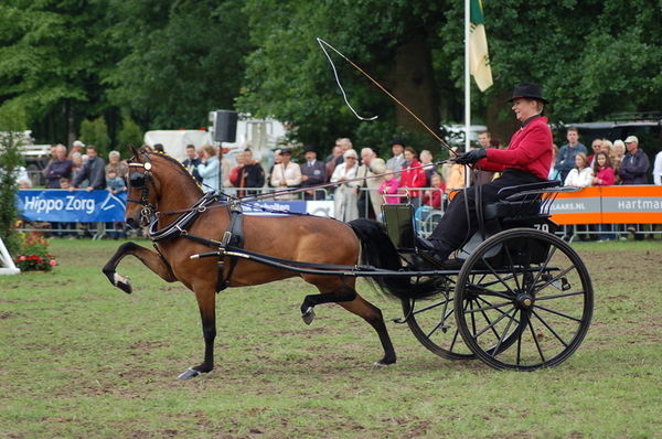 Lamoen - Paarden-encyclopedie