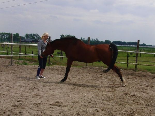 Spagaat - Paarden-encyclopedie