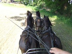 Vierspan - Paarden-encyclopedie