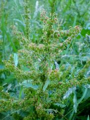 Zuring - Paarden-encyclopedie