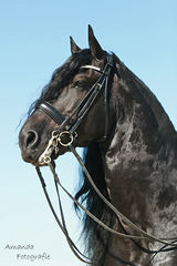 Fries paard - Paarden-encyclopedie