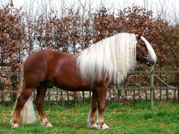 Schwarzwalder Fuchs - Paarden-encyclopedie