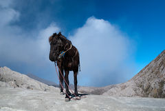 Java pony - Paarden-encyclopedie