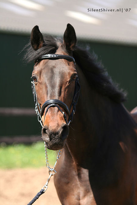 Anglo-Arabier - Paarden-encyclopedie
