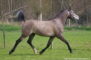 Arabier - Paarden-encyclopedie