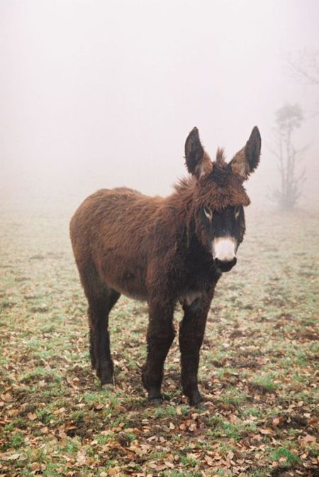 Mirandese ezel - Paarden-encyclopedie