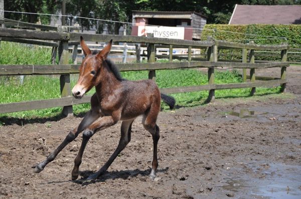 Muildier - Paarden-encyclopedie