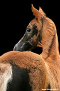 Veulen - Paarden-encyclopedie