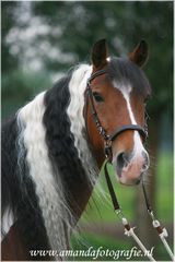 Tinker - Paarden-encyclopedie