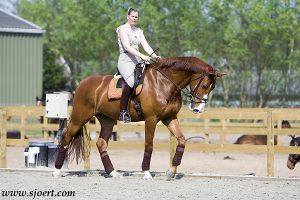 Stap - Paarden-encyclopedie