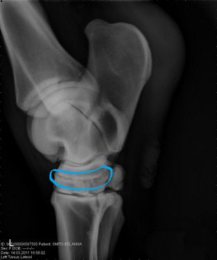 Fotoserie: Rontgenfoto spat - Paarden-encyclopedie