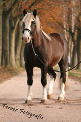 Schwarzwalder Fuchs - Paarden-encyclopedie