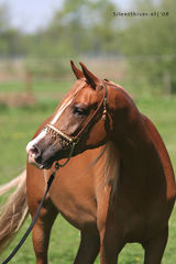 Arabier - Paarden-encyclopedie