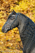 Fries paard - Paarden-encyclopedie