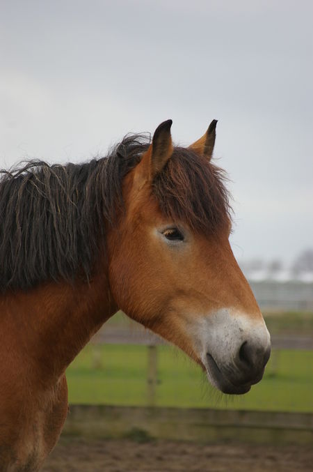 Ardenner - Paarden-encyclopedie