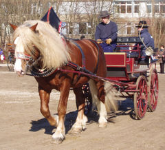 Schwarzwalder Fuchs - Paarden-encyclopedie