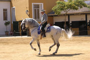 Andalusiër - Paarden-encyclopedie