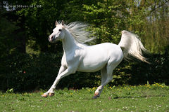 Arabier - Paarden-encyclopedie