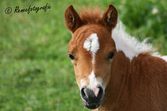 Veulen - Paarden-encyclopedie