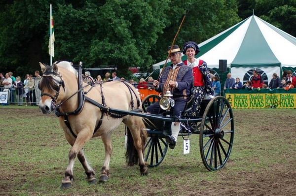 Sjees - Paarden-encyclopedie