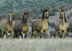 Kiger-Mustang - Paarden-encyclopedie