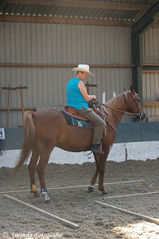 Arabier - Paarden-encyclopedie