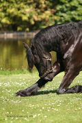 Fries paard - Paarden-encyclopedie
