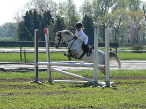 Hoe paard leren springen - Paarden-encyclopedie