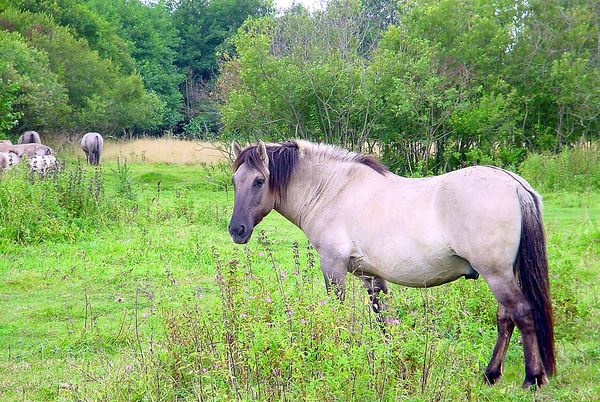 Tarpan - Paarden-encyclopedie