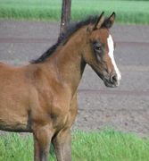 Arabier - Paarden-encyclopedie