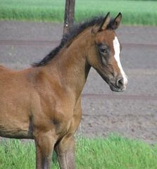 Arabier - Paarden-encyclopedie